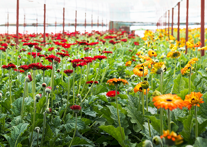 Microbe Plus® Kelp Premium - GrowGreen Fertiliser